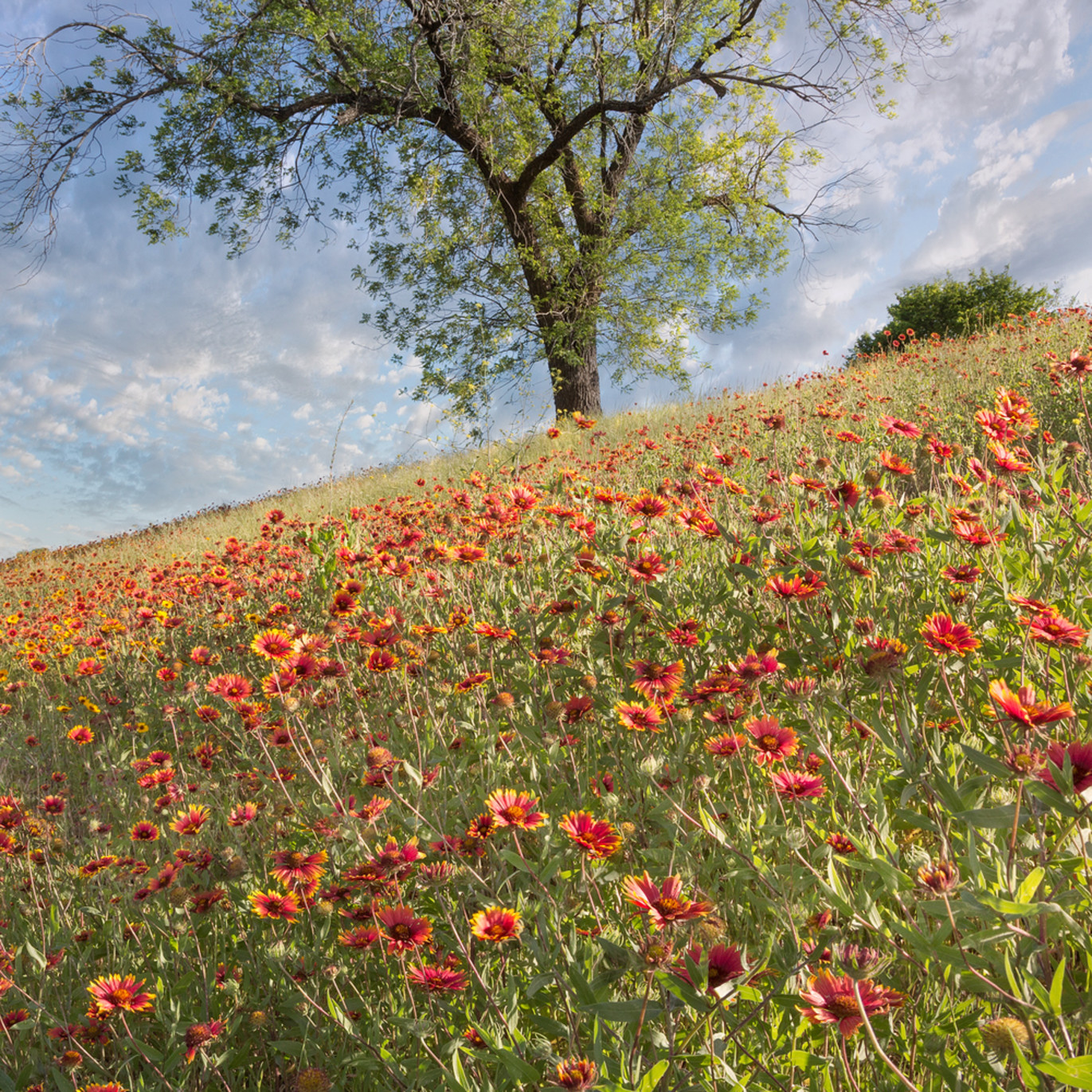Sundance and Oak Tree