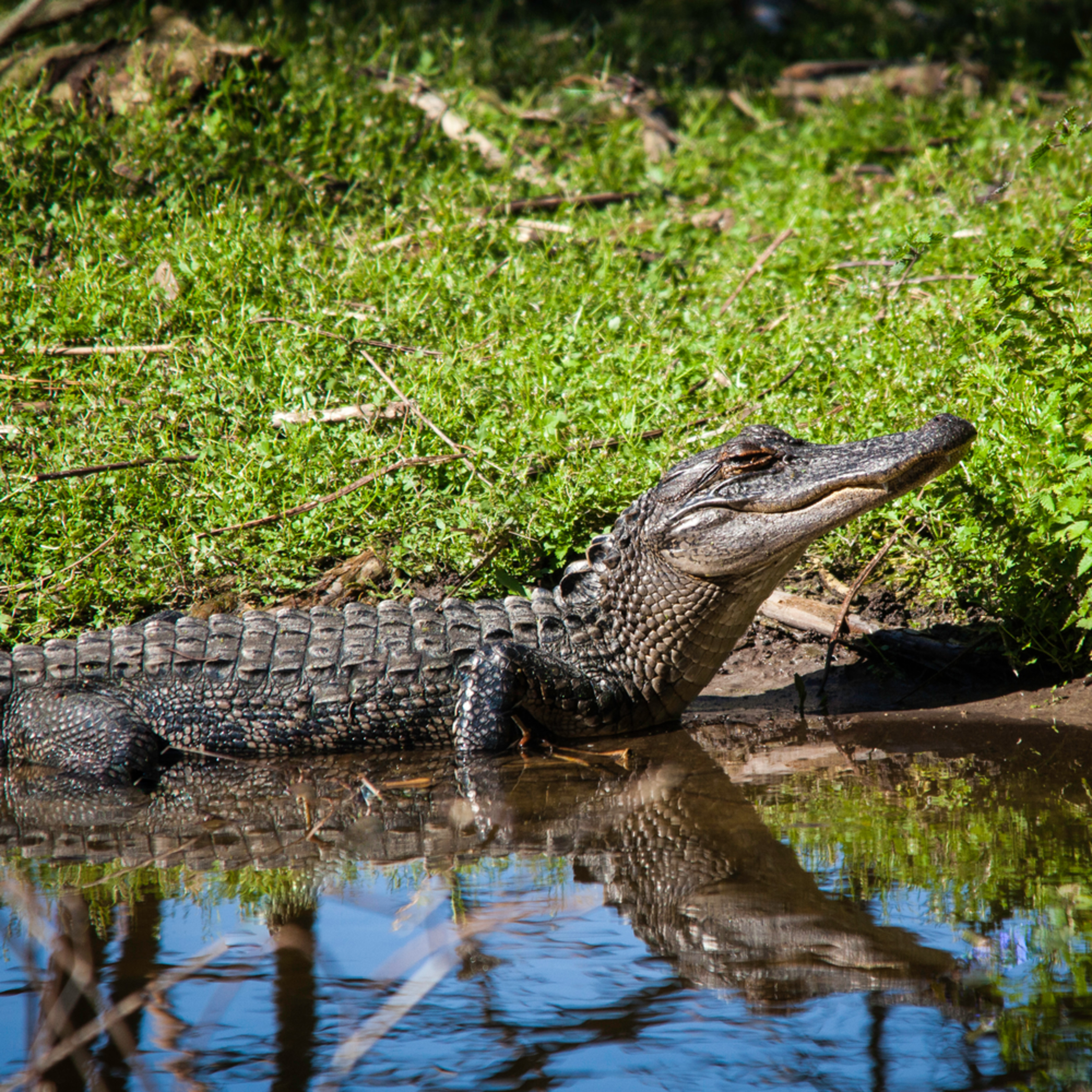 Happy Gator