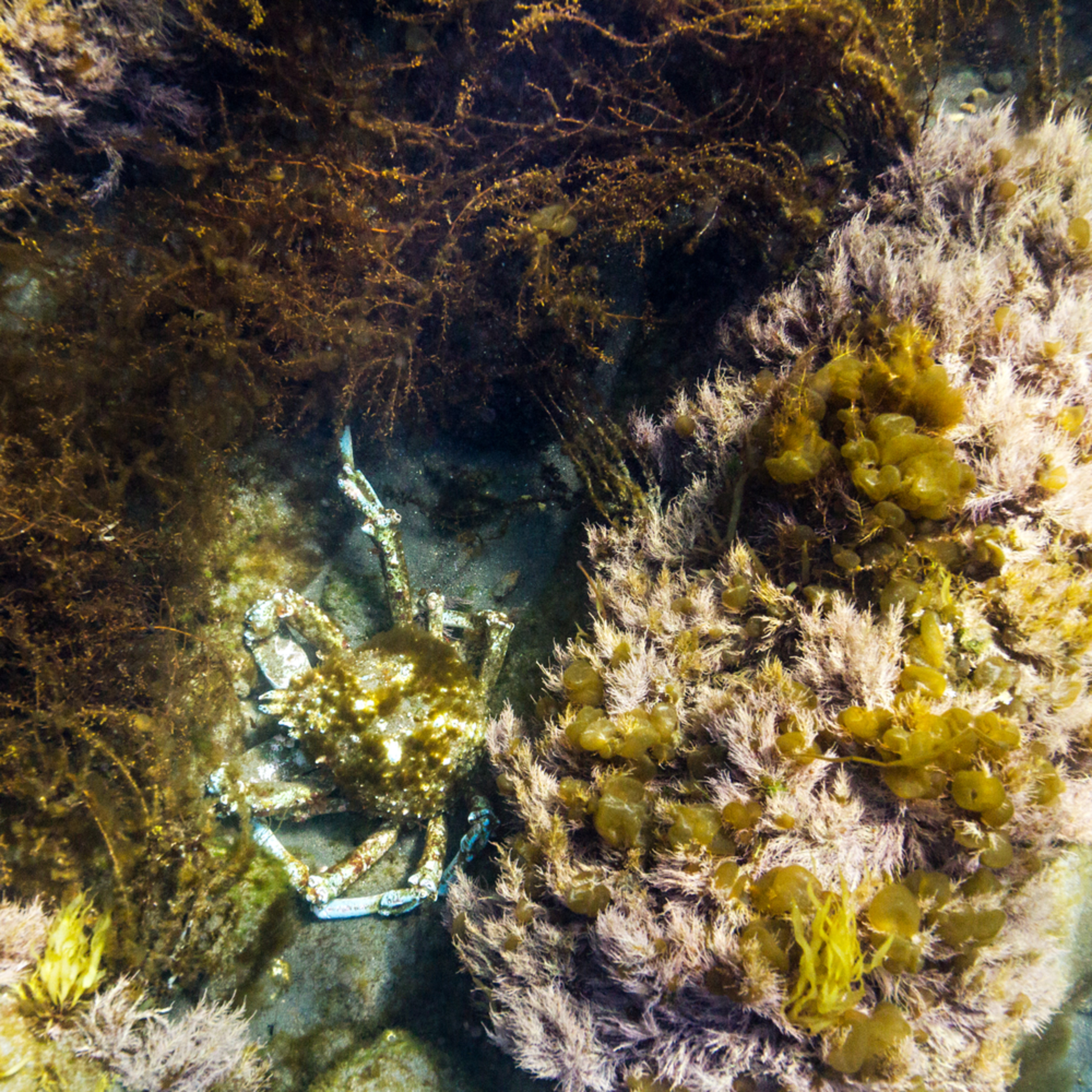 Sheep Crab At Santa Cruz Island Photograph For Sale As Fine Art