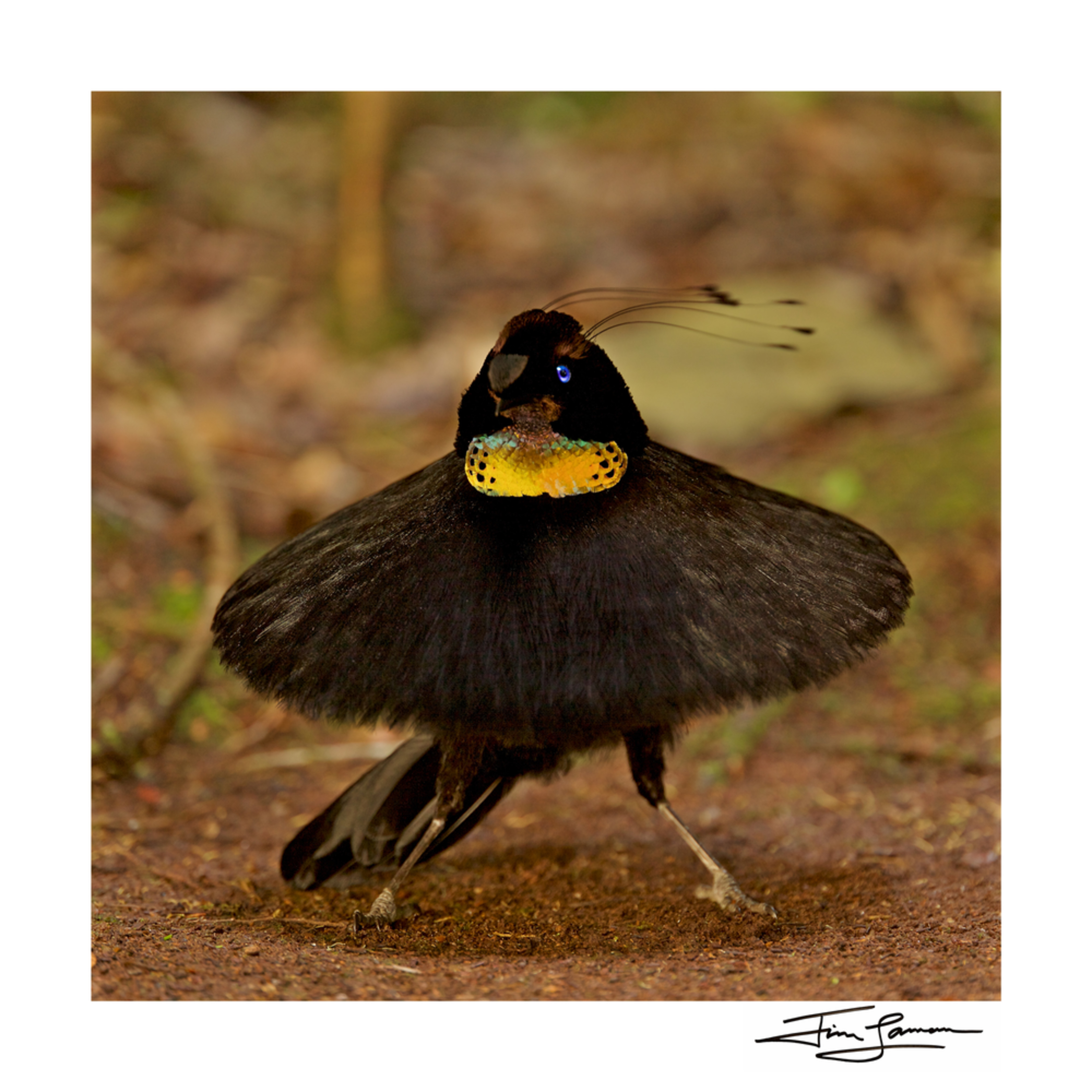 Square version of Western Parotia Bird-of-Paradise Ballerina Dance
