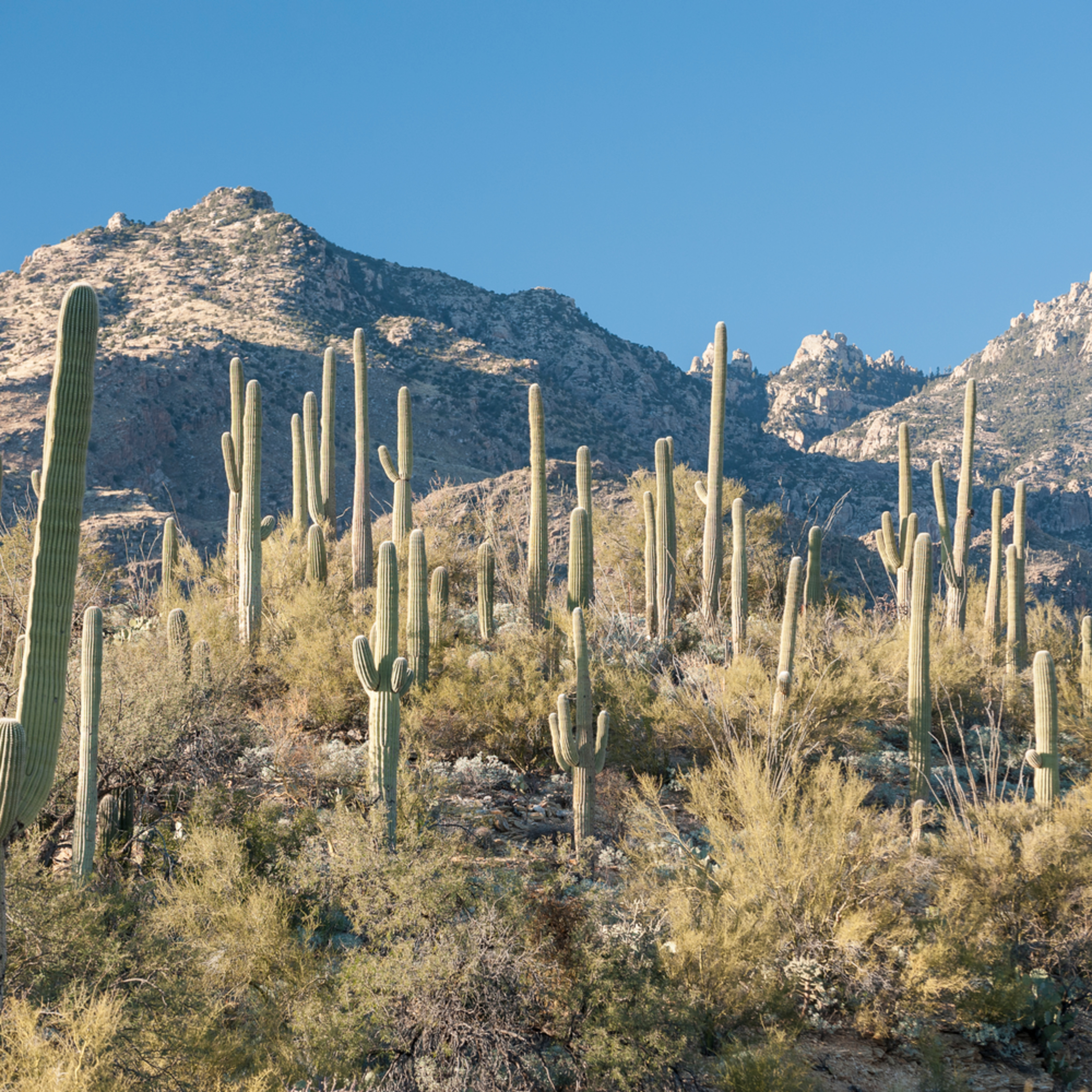 Saguaro Cactus, Sabino Canyon, Tucson, Arizona