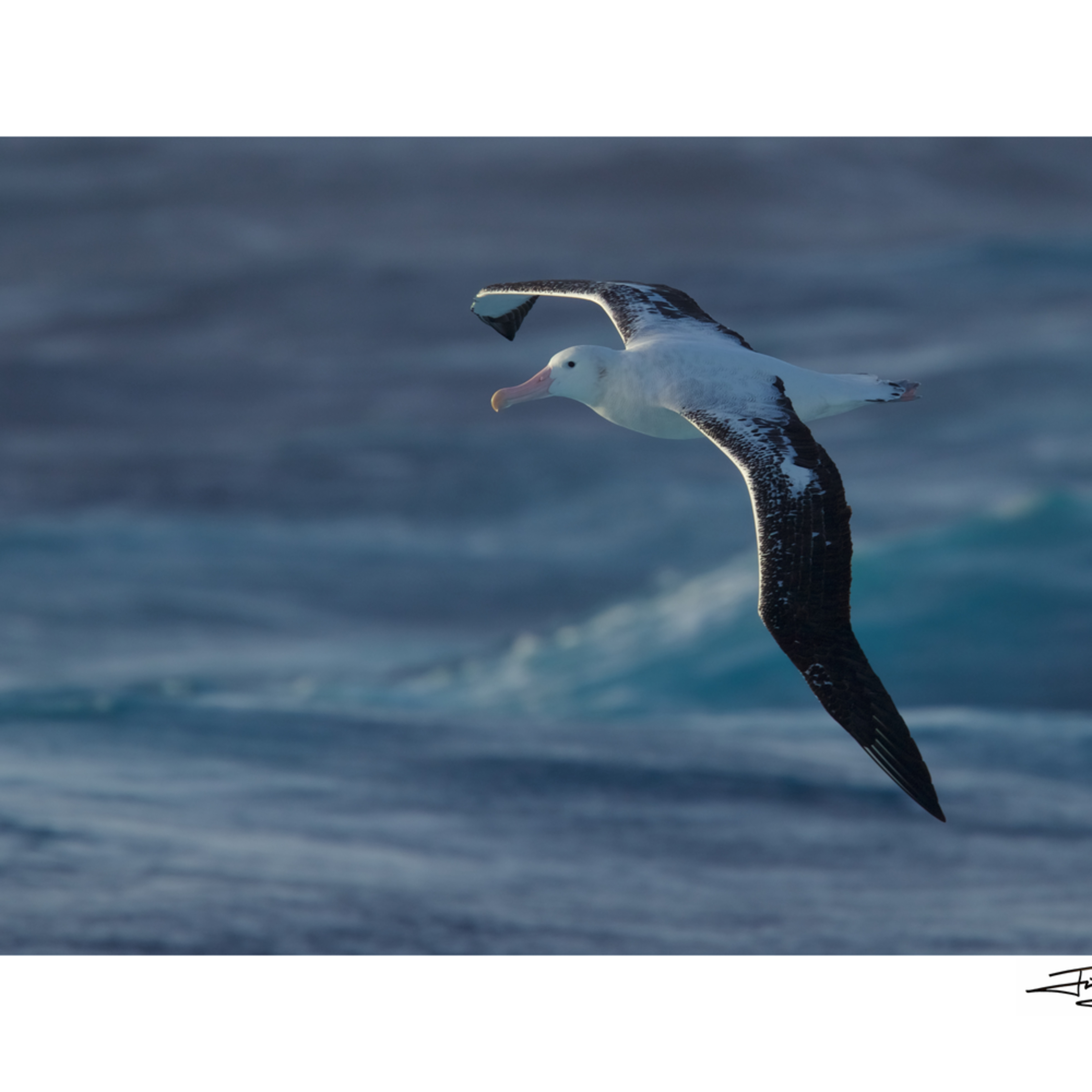 Wandering Albatross In Flight over the ocean.