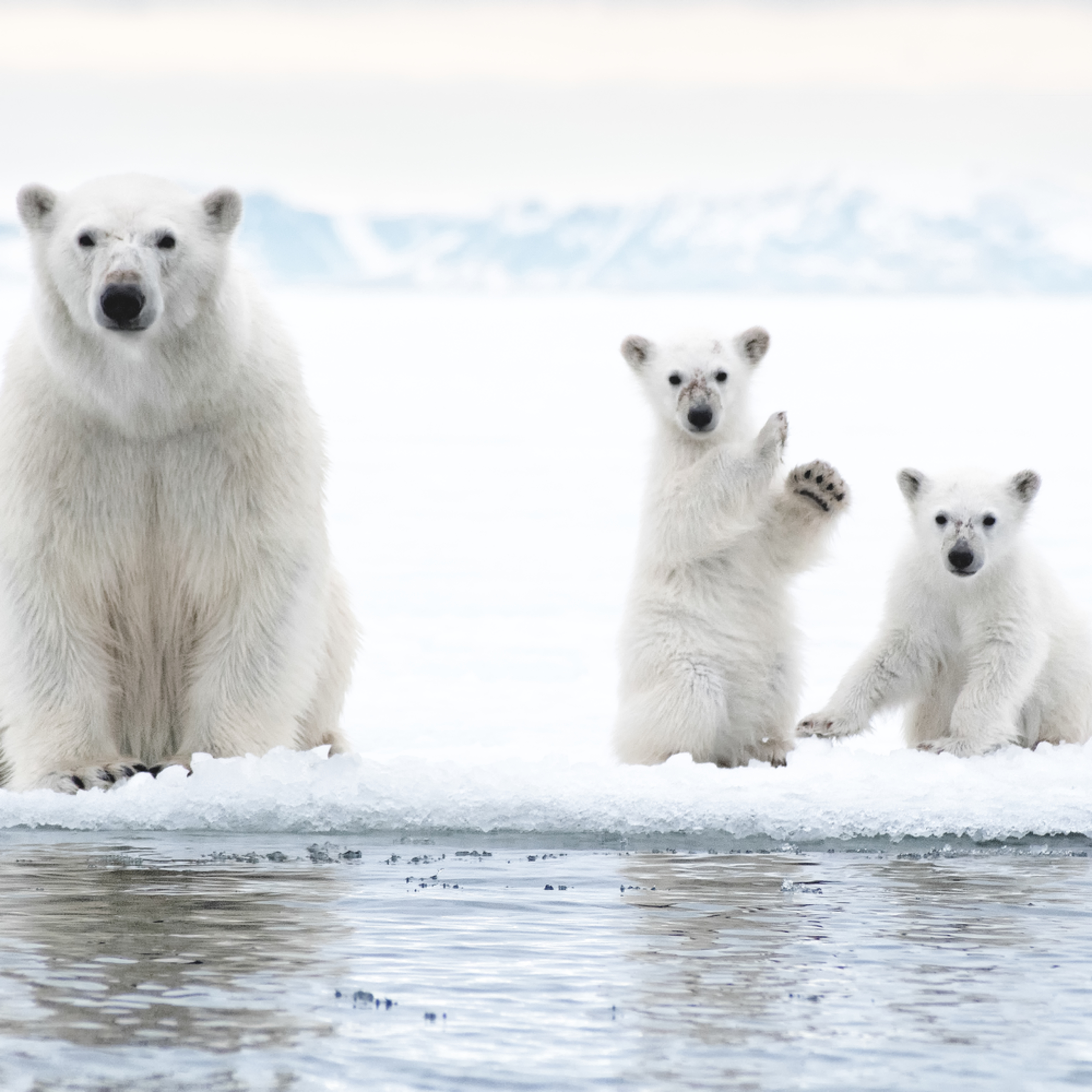 Ice Bears Photography Art | templeimagery