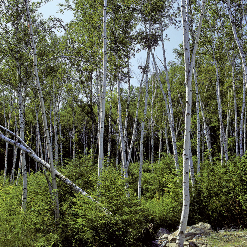 White Birch, White Mountains