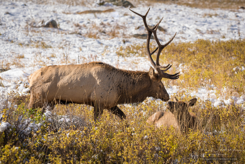 Photo of Bull Elk Watching Over Cow Rocky Mountain National Park