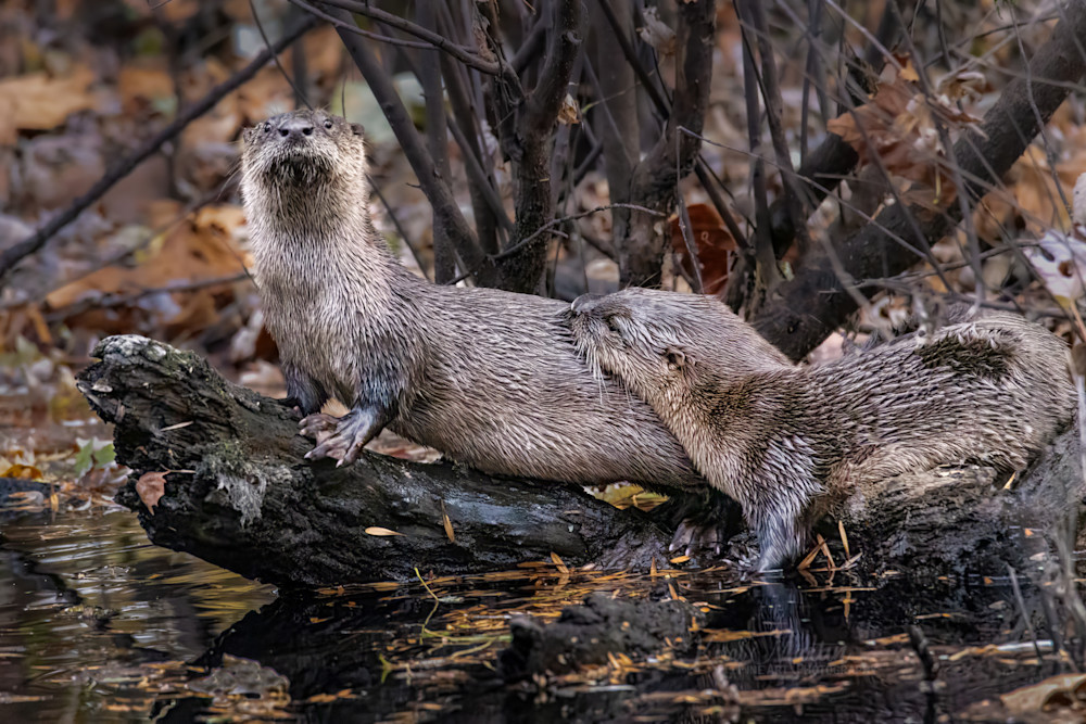why do otters cuddle