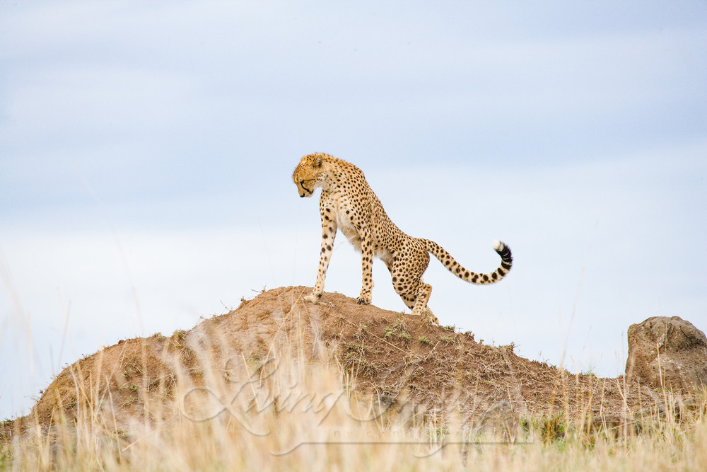 Cheetah Stretches Photography Art | Living Images by Carol Walker, LLC