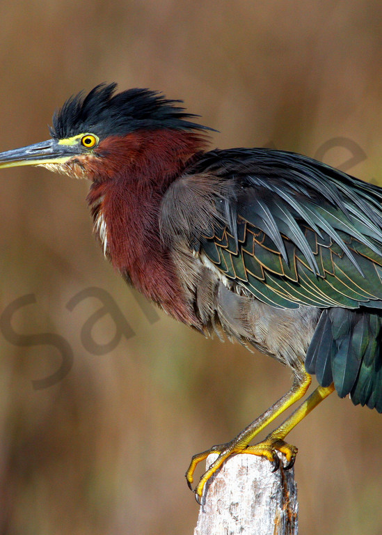 Fluffy Photography Art | John Martell Photography