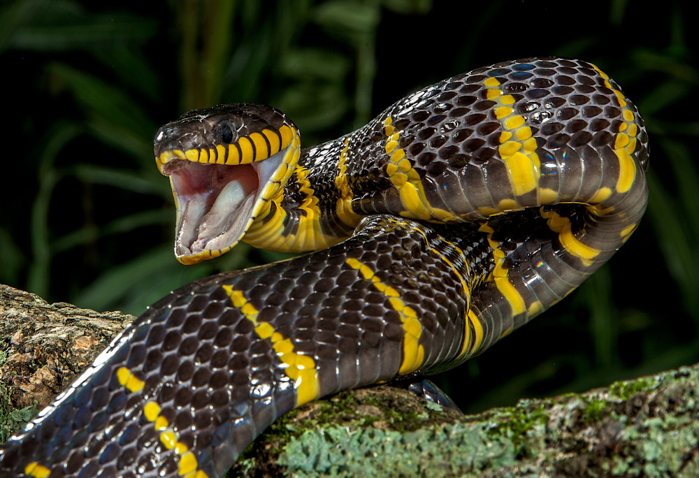 Mangrove Snake – Boiga Dendrophila Photography Art | Joe's Nature ...