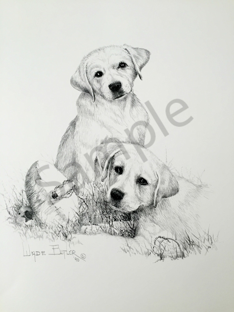 yellow lab drawing