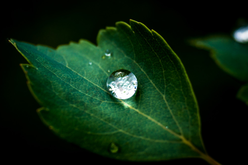 how to draw a raindrop on a leaf