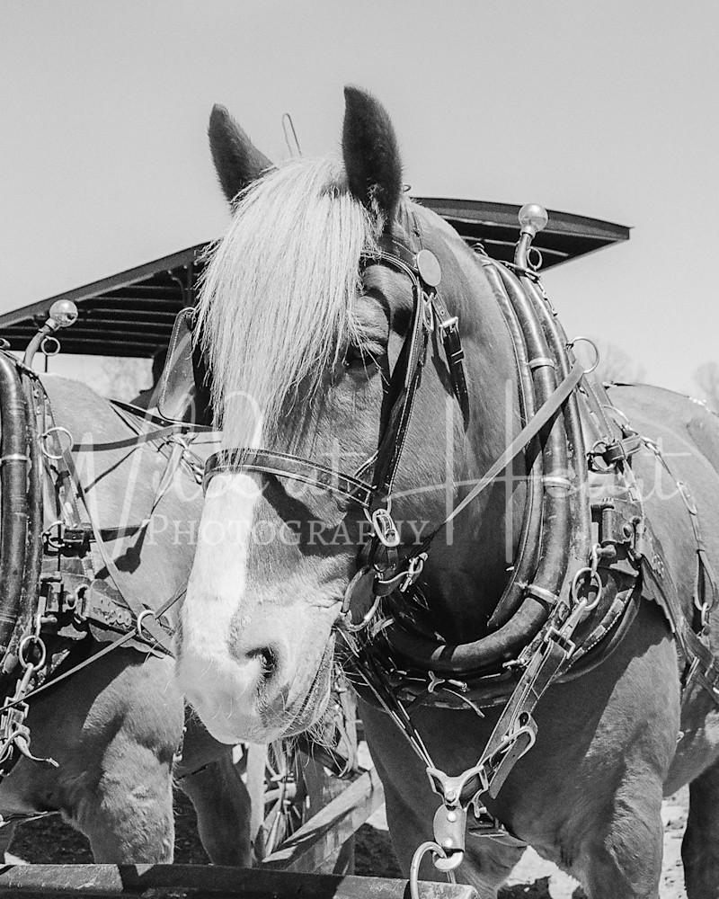 Bel Gian Carriage Horse Bw Biltmore Estate Series Art | Wild at Heart Art