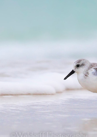Sanderling Sandpiper walking the seashore | Emerald Coast, Florida ...
