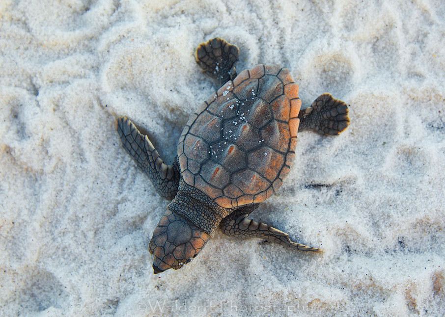 Loggerhead Sea Turtle Hatchling on the Emerald Coast of Florida | Fine ...