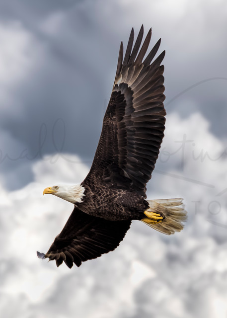 Soar with the Eagle