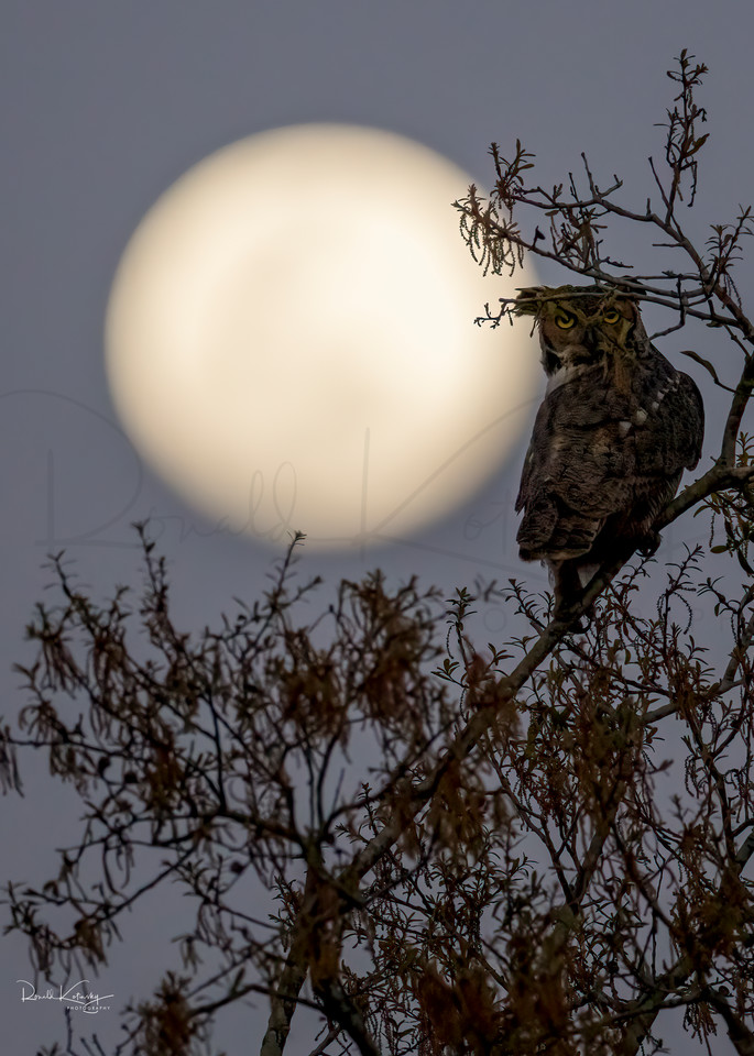 Owl at the Moon