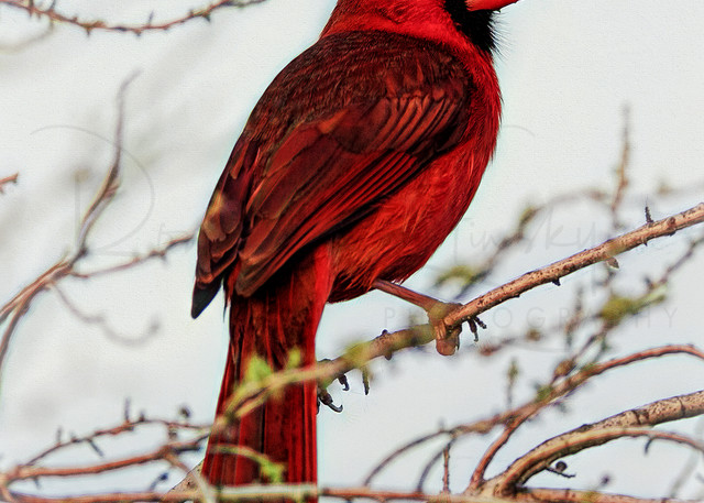 The Cardinal