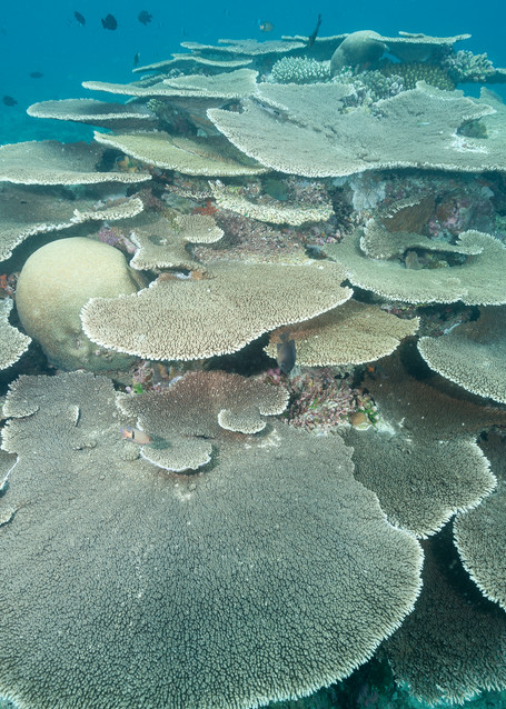 Plate Coral Formation, Rakeedhoo Island, Felidhoo Atoll, Maldives