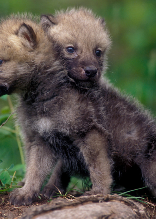 Timber Wolf, pups, wolf