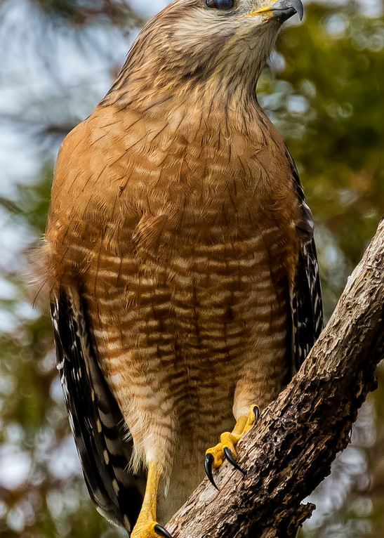 Perch of The Red Shouldered Hawk