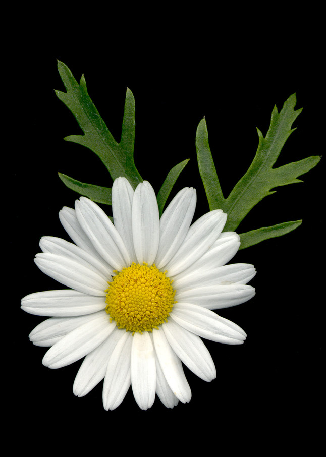 Daisy Single Photo Print