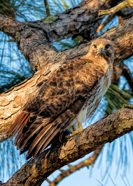 I Am Red Tailed Hawk Art