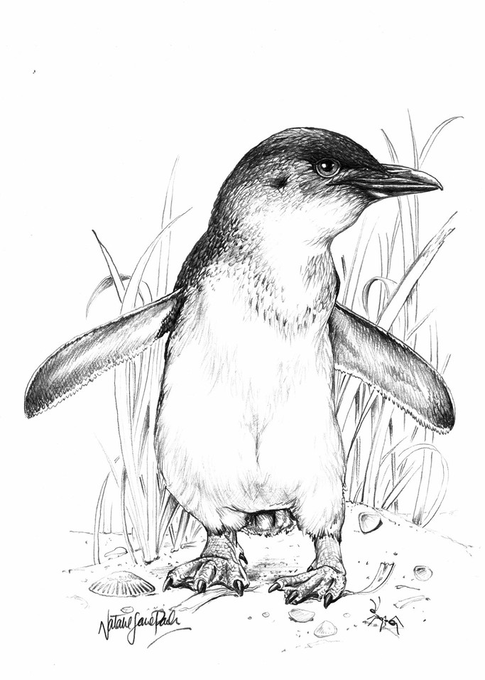 Friendly Flipper - Little Penguin Pencil Drawing