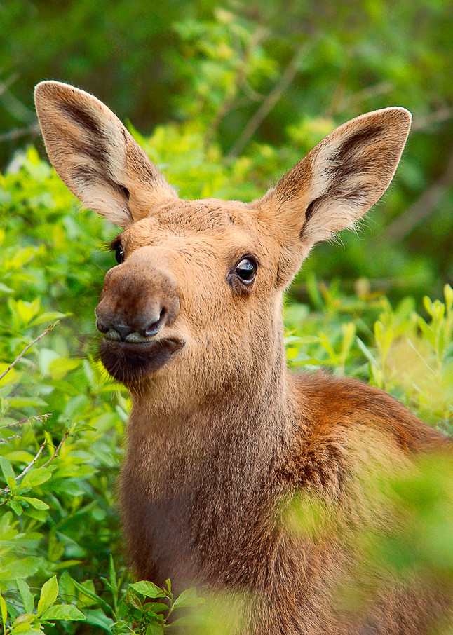Moose Calf Portrait