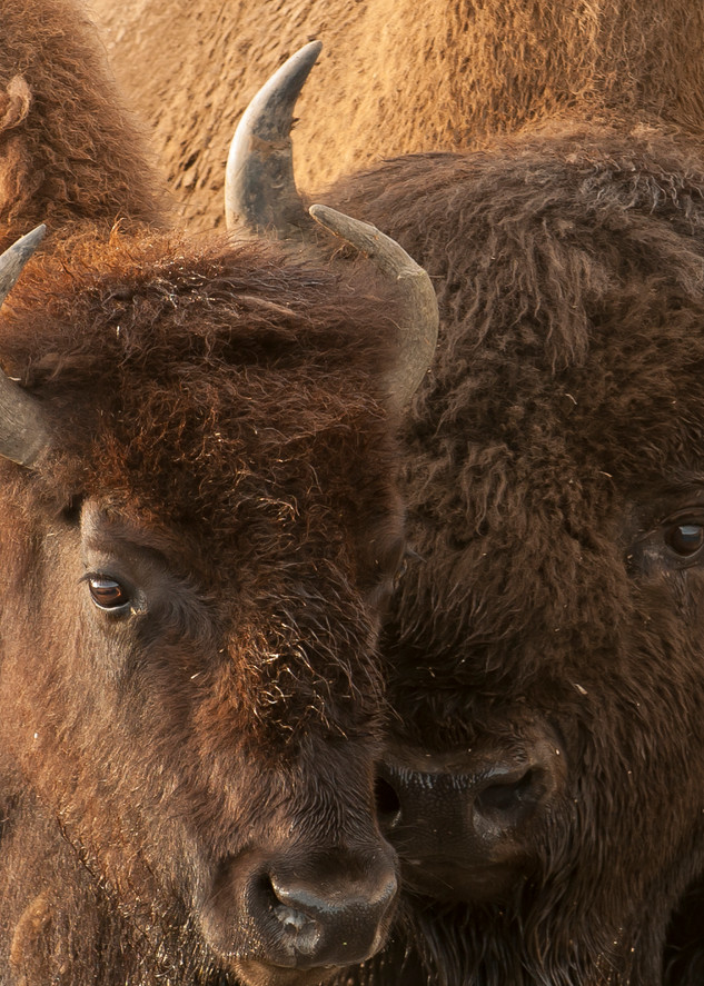 Bull Bison With Cow Close Up 08112015 Art | Open Range Images