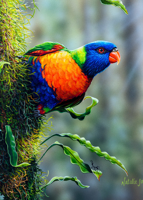Flying Colours - Rainbow Lorikeet