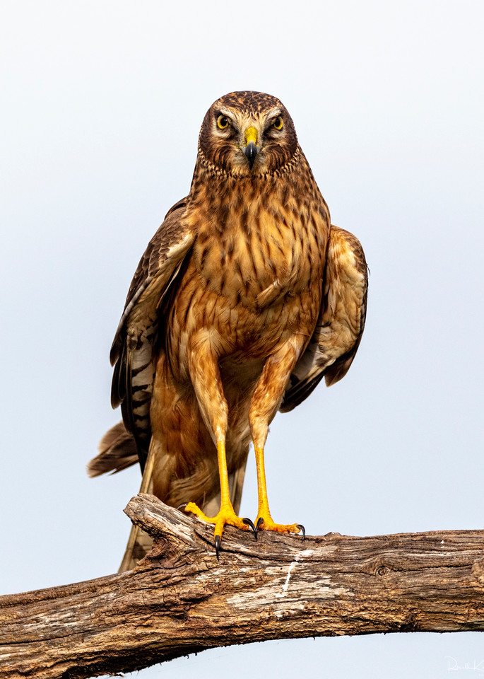 A Portrait of A Harrier