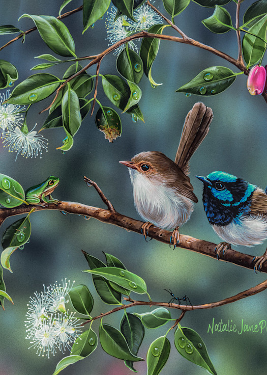 Pleasant Company - Superb fairy-wrens Wrens of Australia