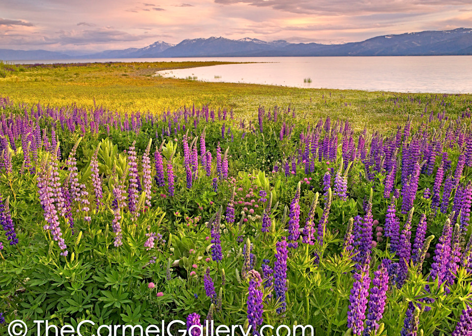 Lupine Field at Sunset
