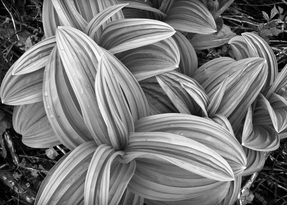 Wild Hosta Photography Art | Dave Stoetzel