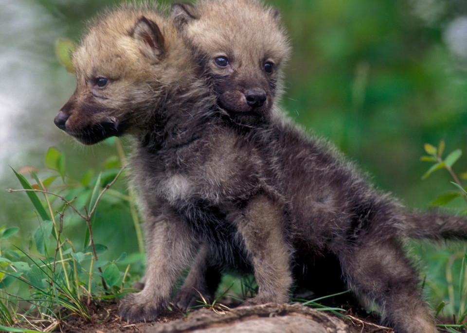 Timber Wolf, pups, wolf