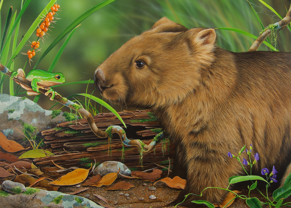 Along the forest path - Common Wombat & Green Tree Frog | Natalie Jane ...