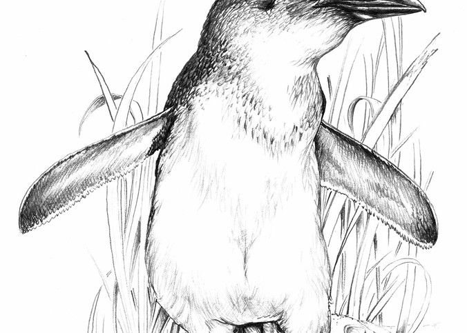 Friendly Flipper - Little Penguin Pencil Drawing
