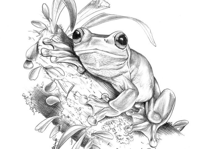 Red-eyed Tree Frog (Litoria chloris) Graphite Pencil Drawing Australian ...