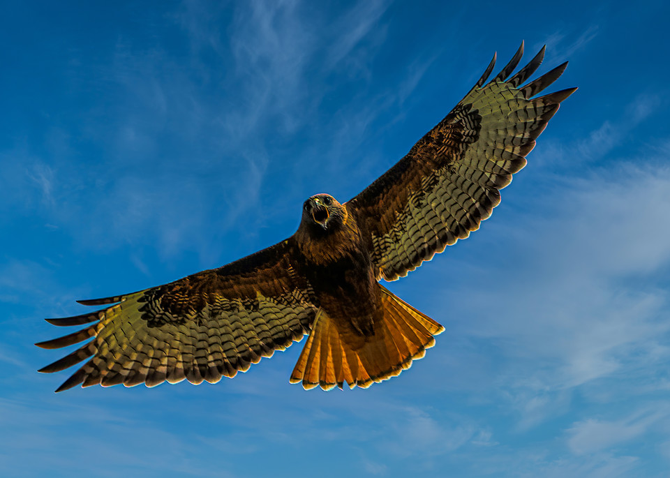 Angry Hawk Art | Keith Taylor Photography
