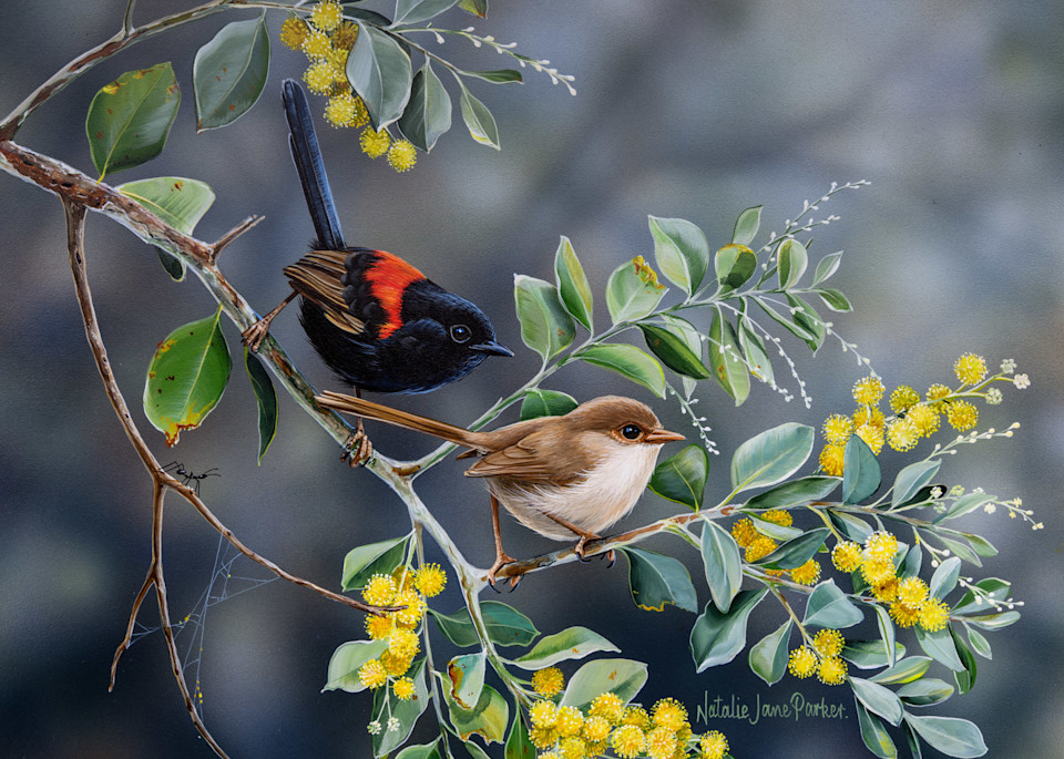 Wattle Dance - Red-backed fairy-wrens Wrens of Australia