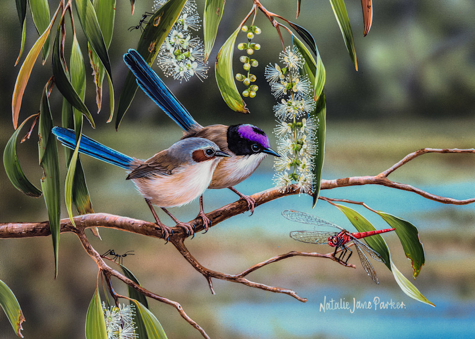 Beside the billabong - Purple-crowned fairy-wrens Wrens of Australia