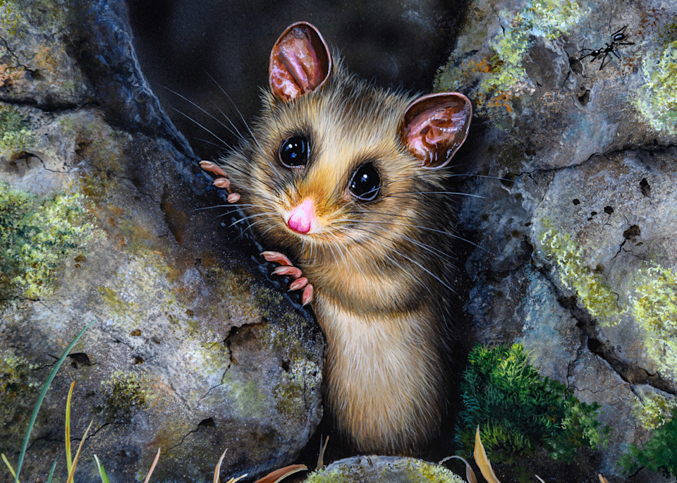 Mountain Pygmy Possum (Burramys parvus) Australian Wildlife Art by ...