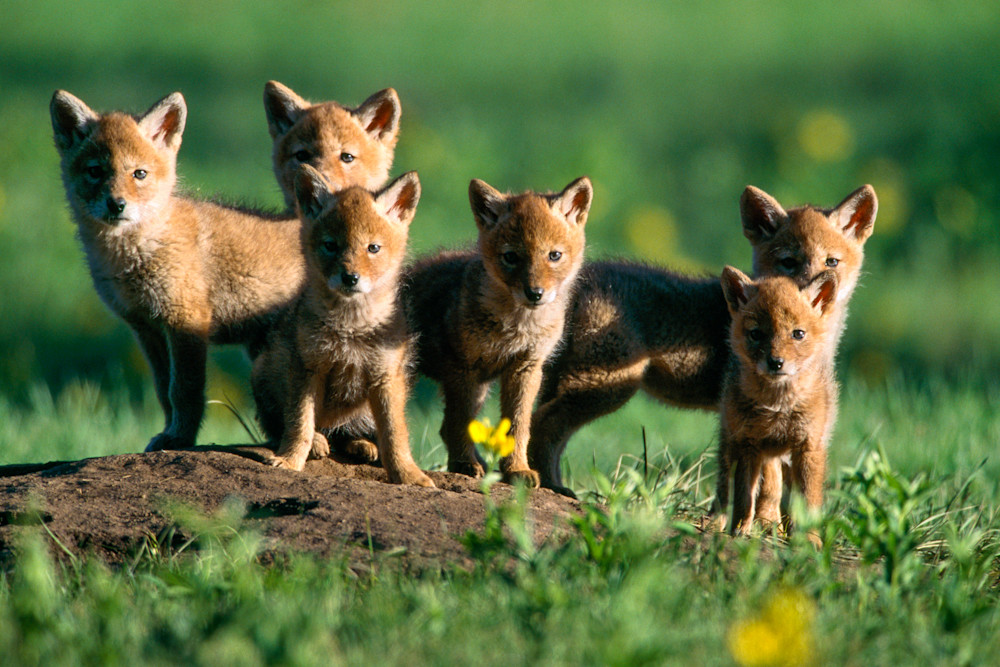 coyote pups