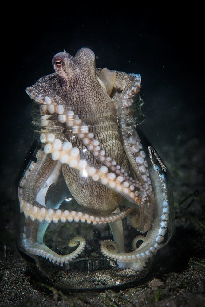 Kitchen Storage Octopus jar Octopus container octopus art ocean art ...