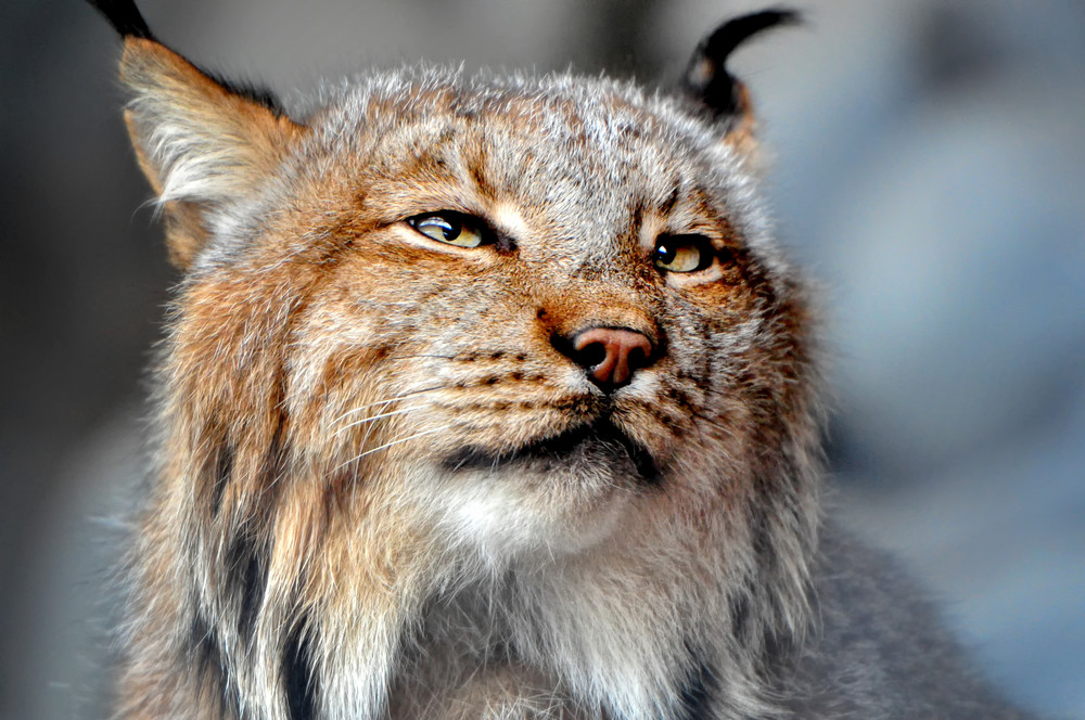 Alaska Lynx