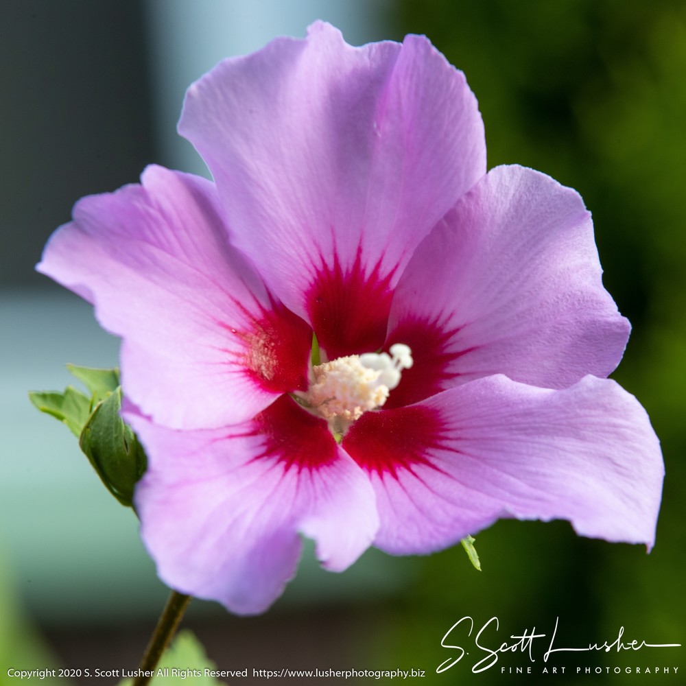 Rose of Sharon