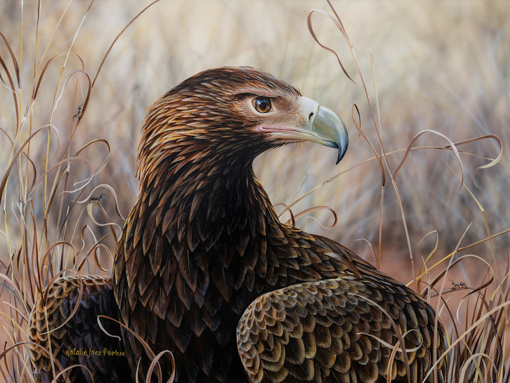 Wedge-tailed Eagle (Aquila audax) Australian Wildlife Art by Natalie ...