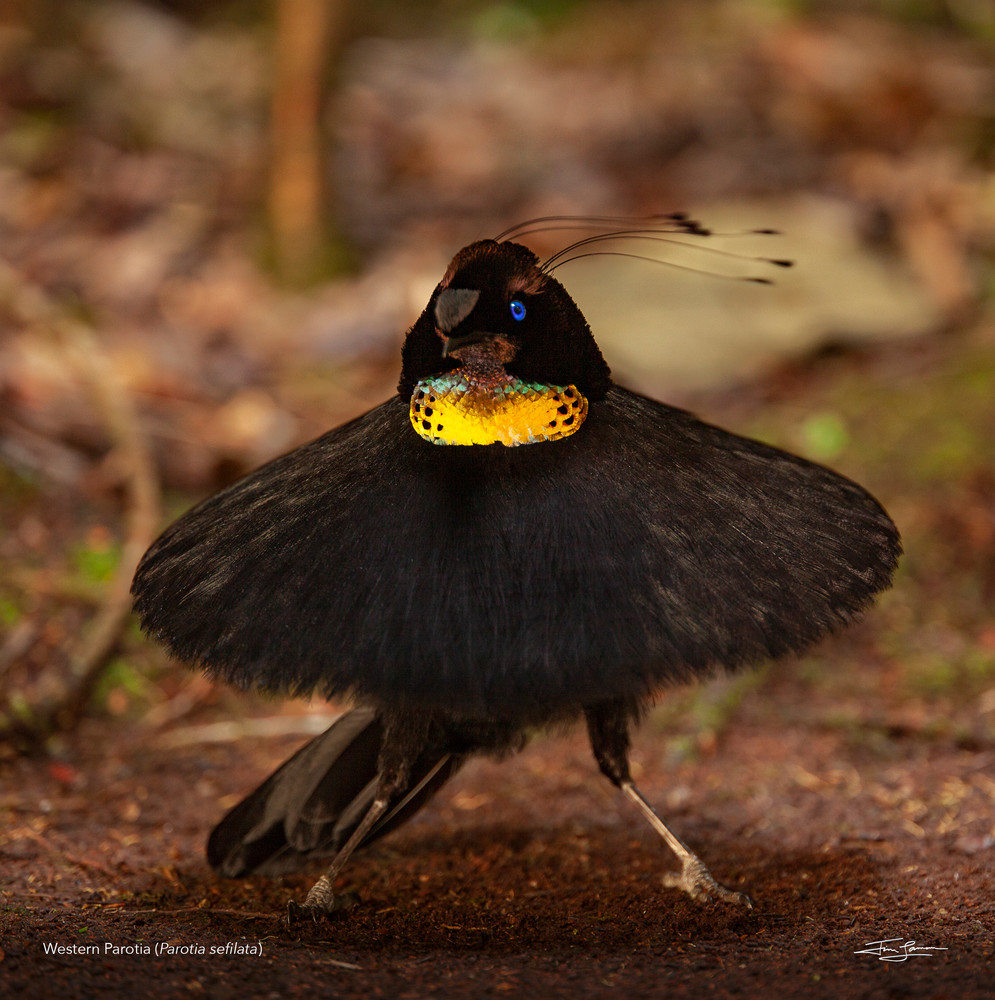 Western Parotia (Parotia sefilata). Adult male at its display court ...