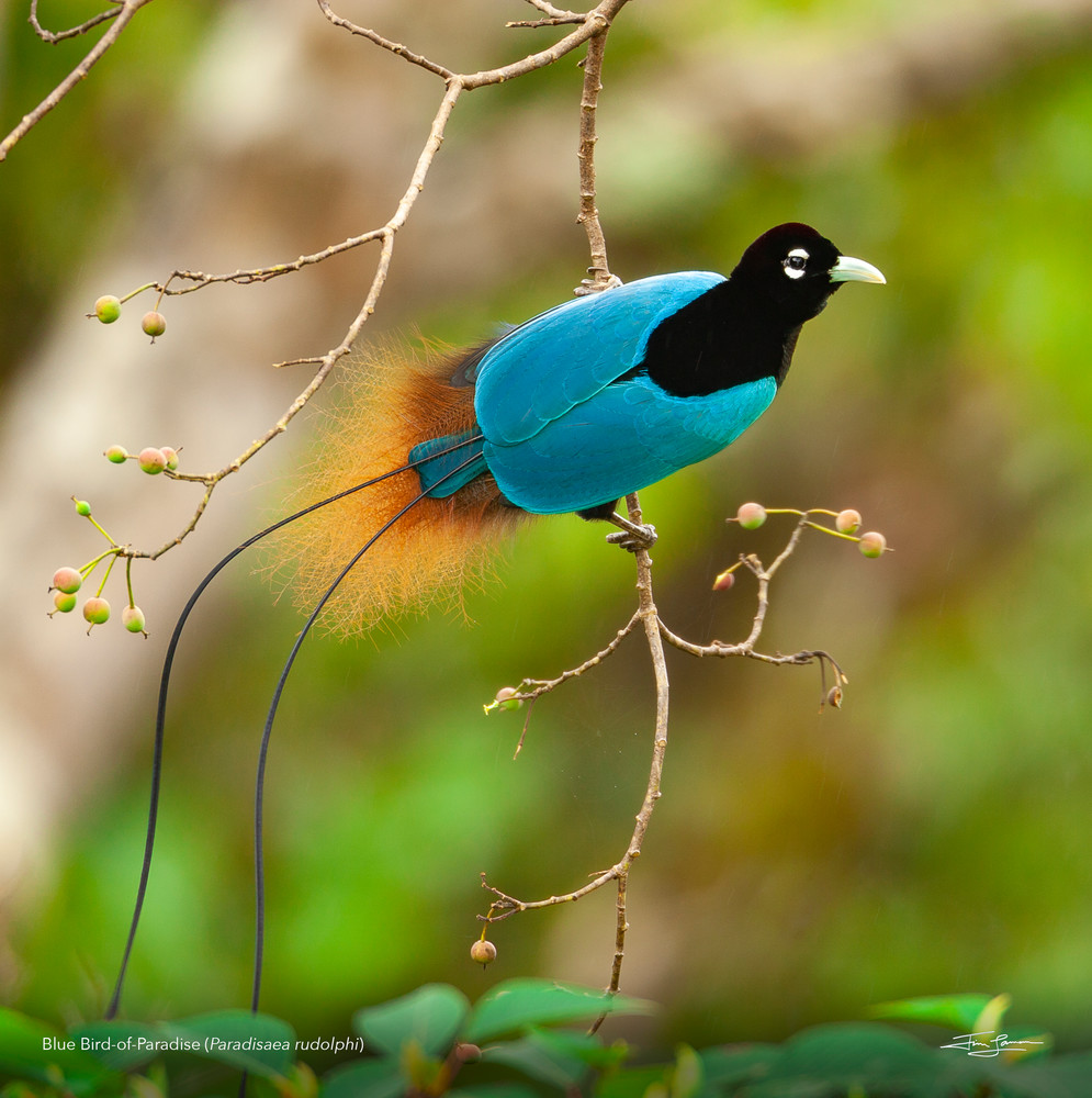 Blue Bird-of-Paradise (Paradisaea rudolphi). Male Blue Bird of Paradise ...