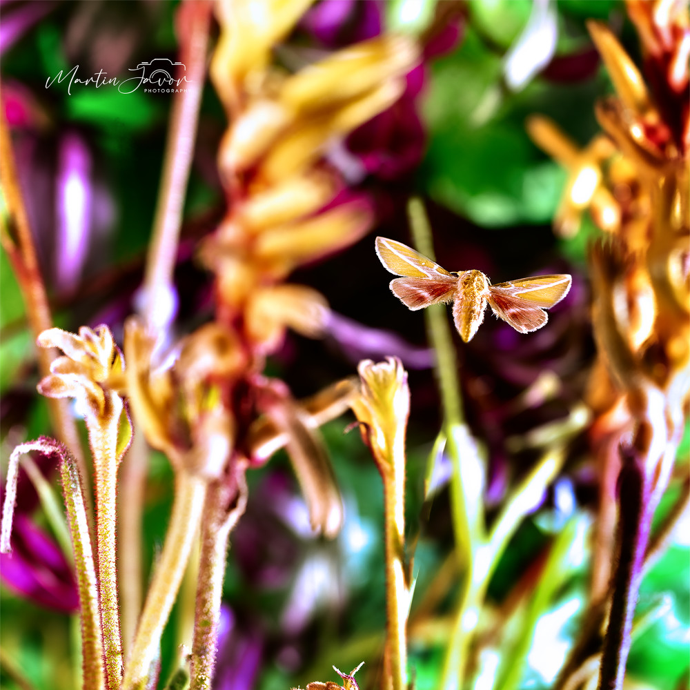 Sphingicamapa Raspa Pink Saturn Moth Kangaroo Paw Calendar Photography ...